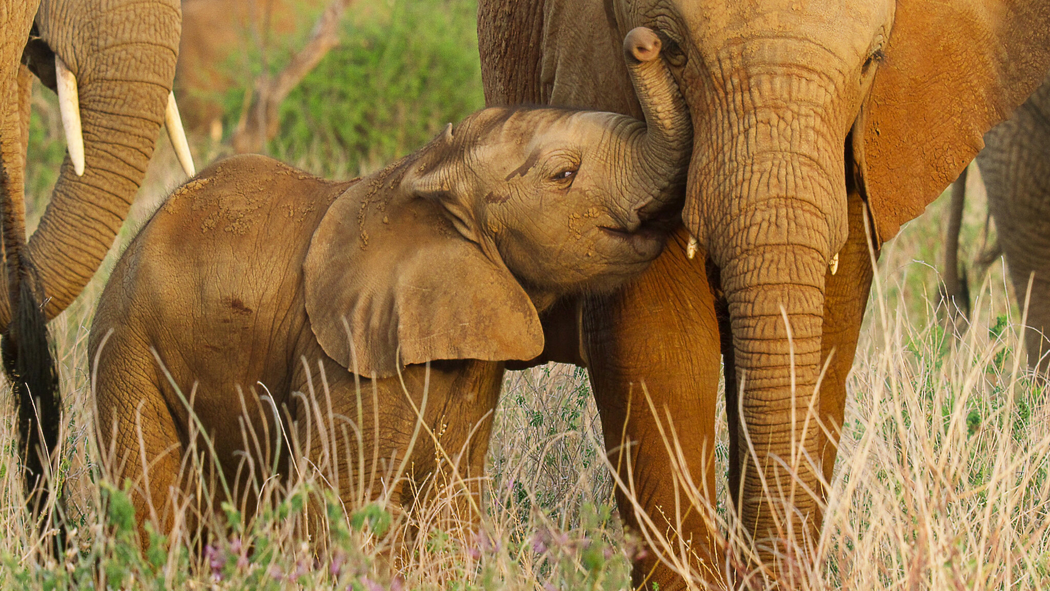 Watch Wild Babies | Netflix Official Site