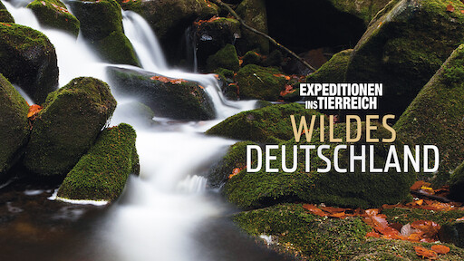 Watch Wild | Netflix