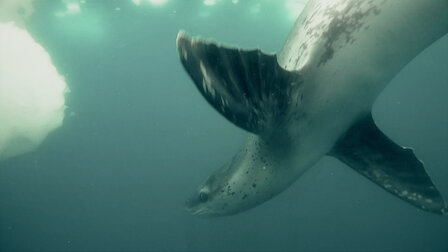 Watch 72 Dangerous Animals: Latin America | Netflix Official Site