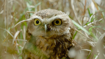 Watch Tiny Creatures | Netflix Official Site