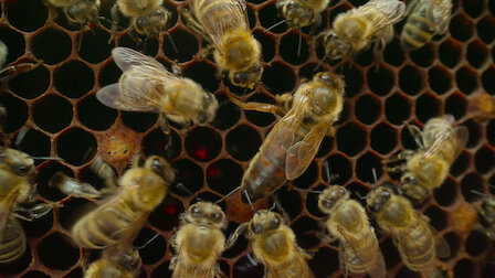 Watch Our Planet | Netflix Official Site