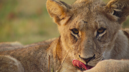 Watch Predators | Netflix Official Site