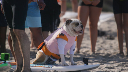 Watch Pet Stars | Netflix Official Site