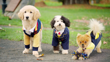 Watch Pup Academy | Netflix Official Site