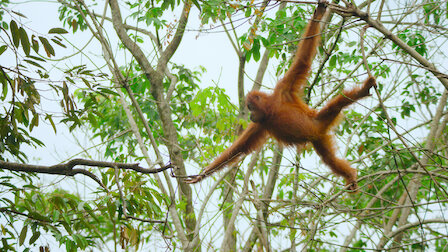 Watch Our Great National Parks | Netflix Official Site