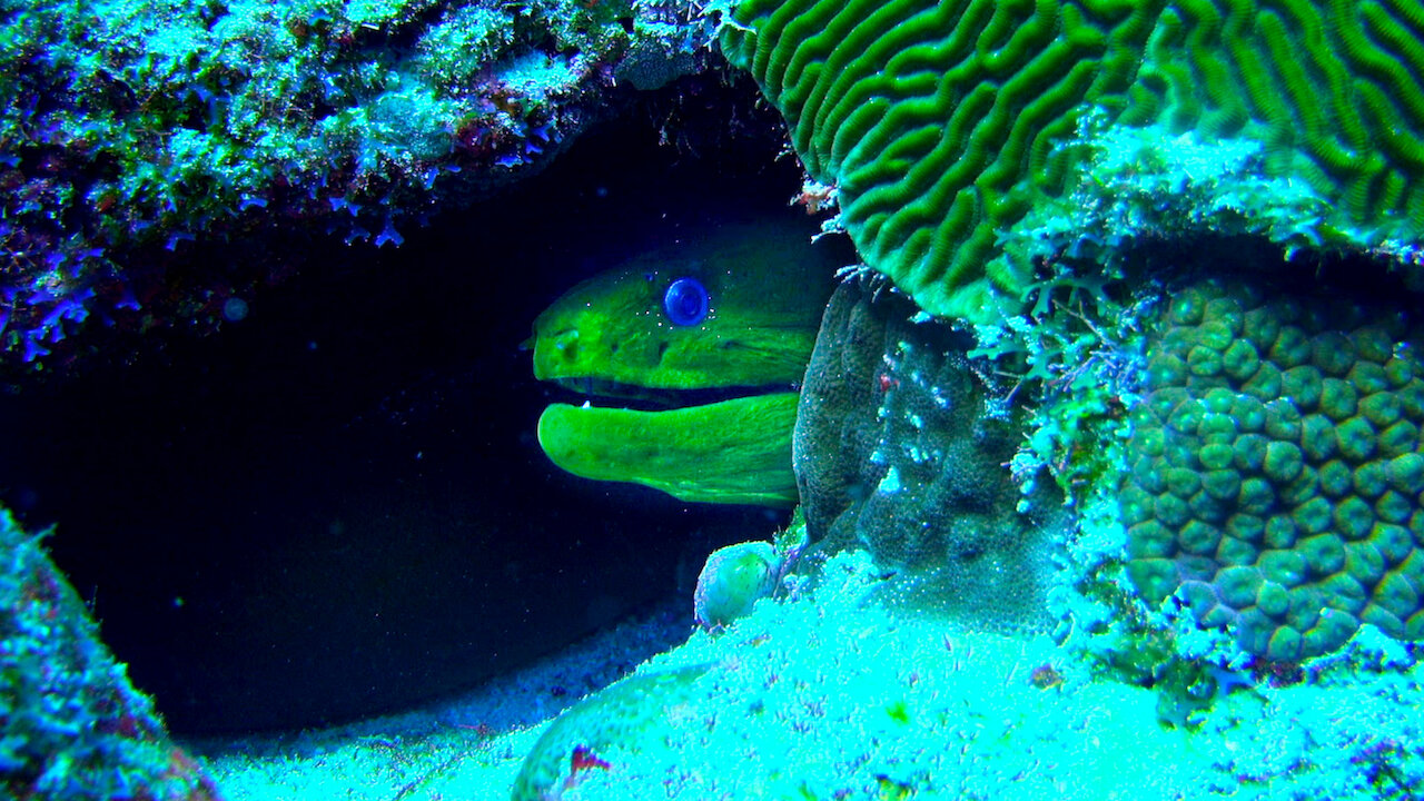 Watch Great Barrier Reef | Netflix
