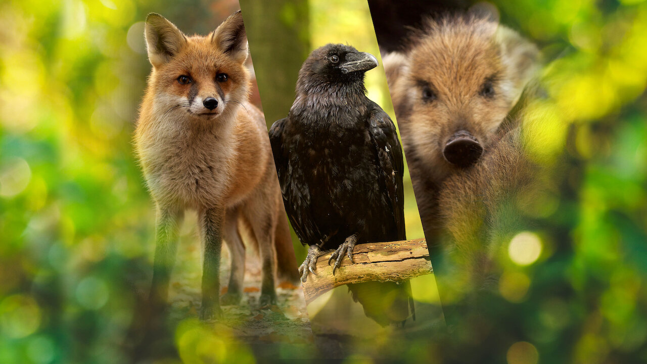 Watch Wild | Netflix